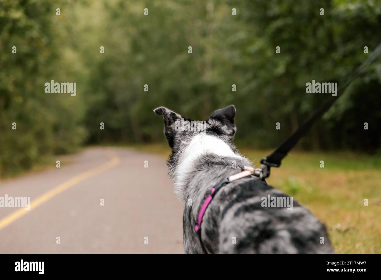 Walking with dog. Pet care. Border collie dog on a walk. Dog routine ...