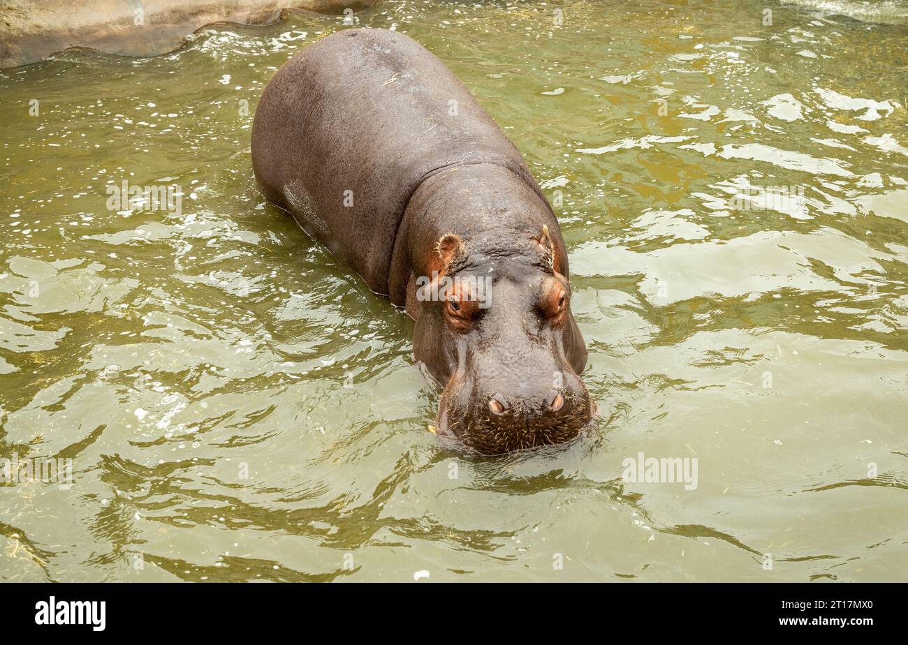 hippo in the water Stock Photo - Alamy