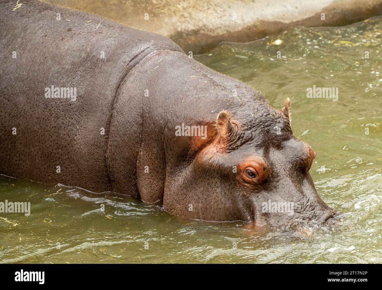 Hippo in motion hi-res stock photography and images - Alamy