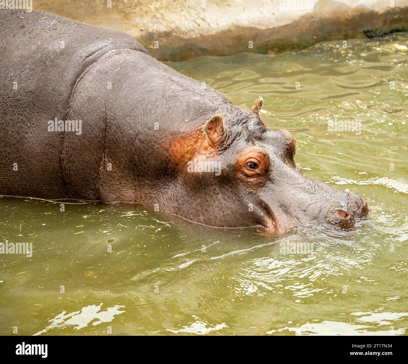 Hippo in motion hi-res stock photography and images - Alamy