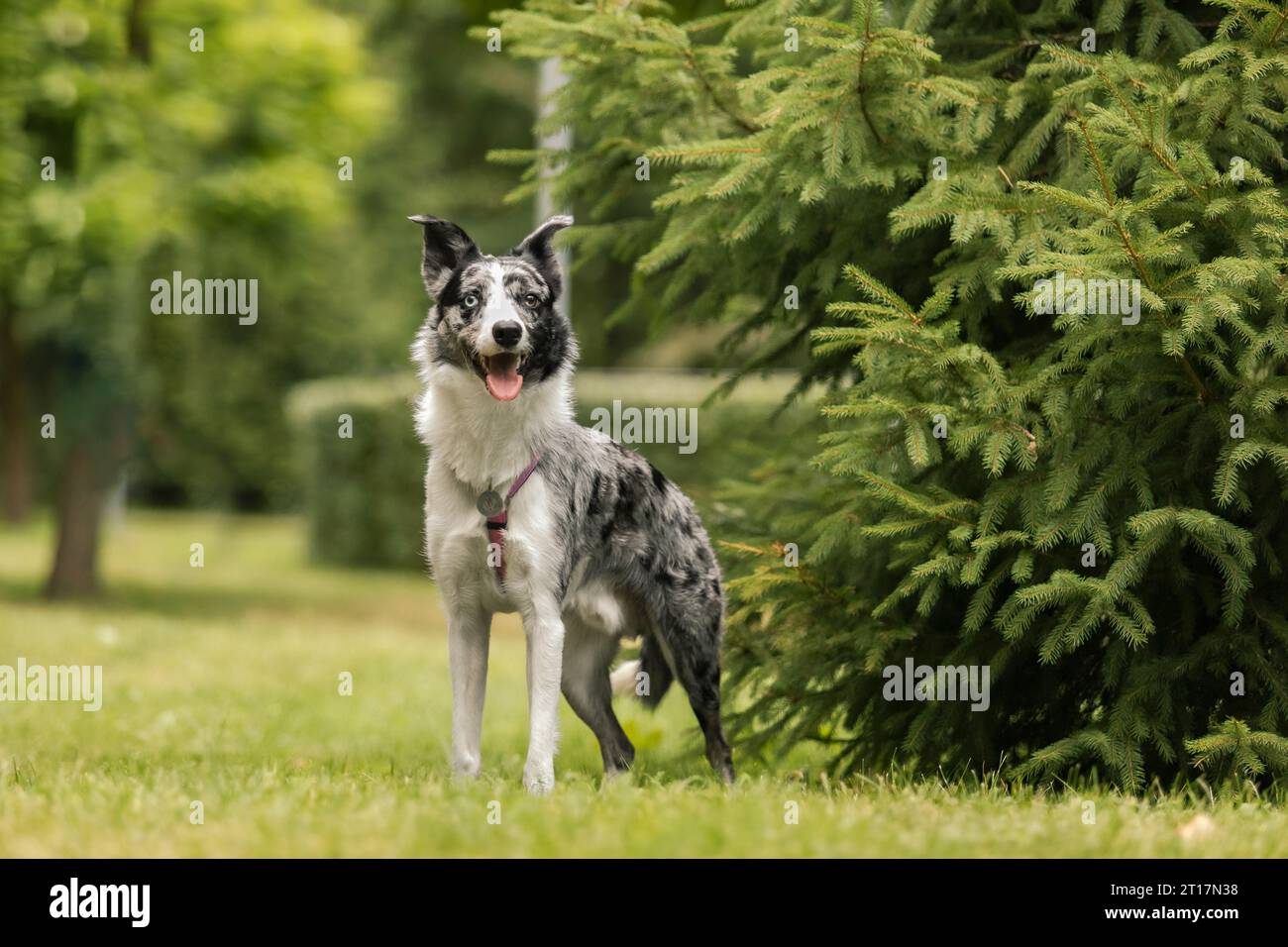 Cute dog. Border collie dog breed. Emotion of a dog. Curious, happy and ...