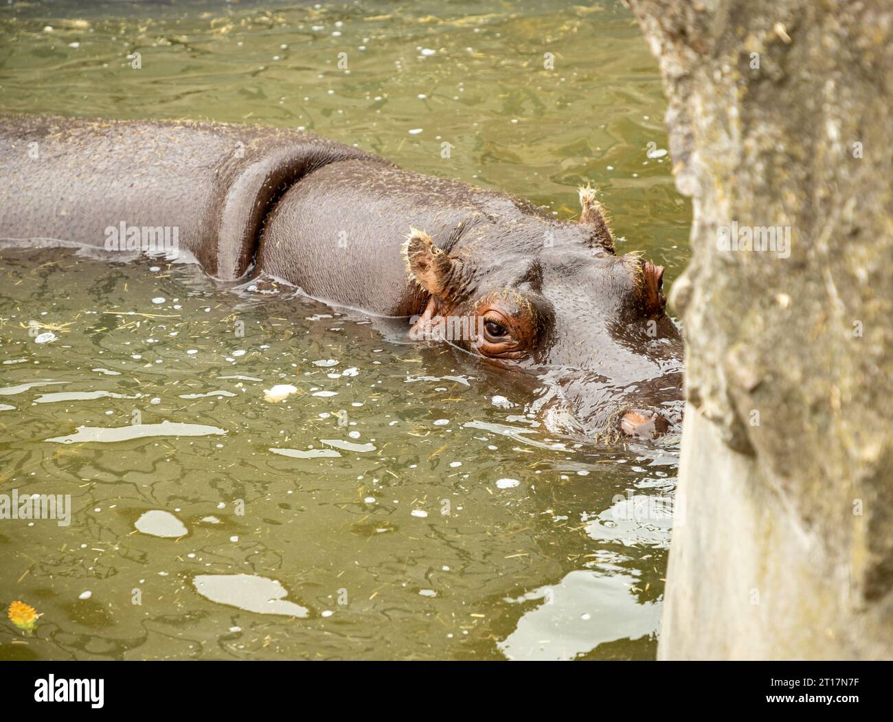 hippo in the water Stock Photo - Alamy