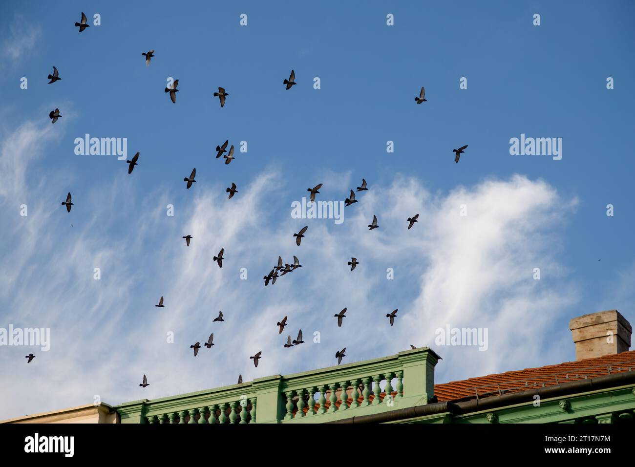 Flock pigeons on roof hi-res stock photography and images - Alamy