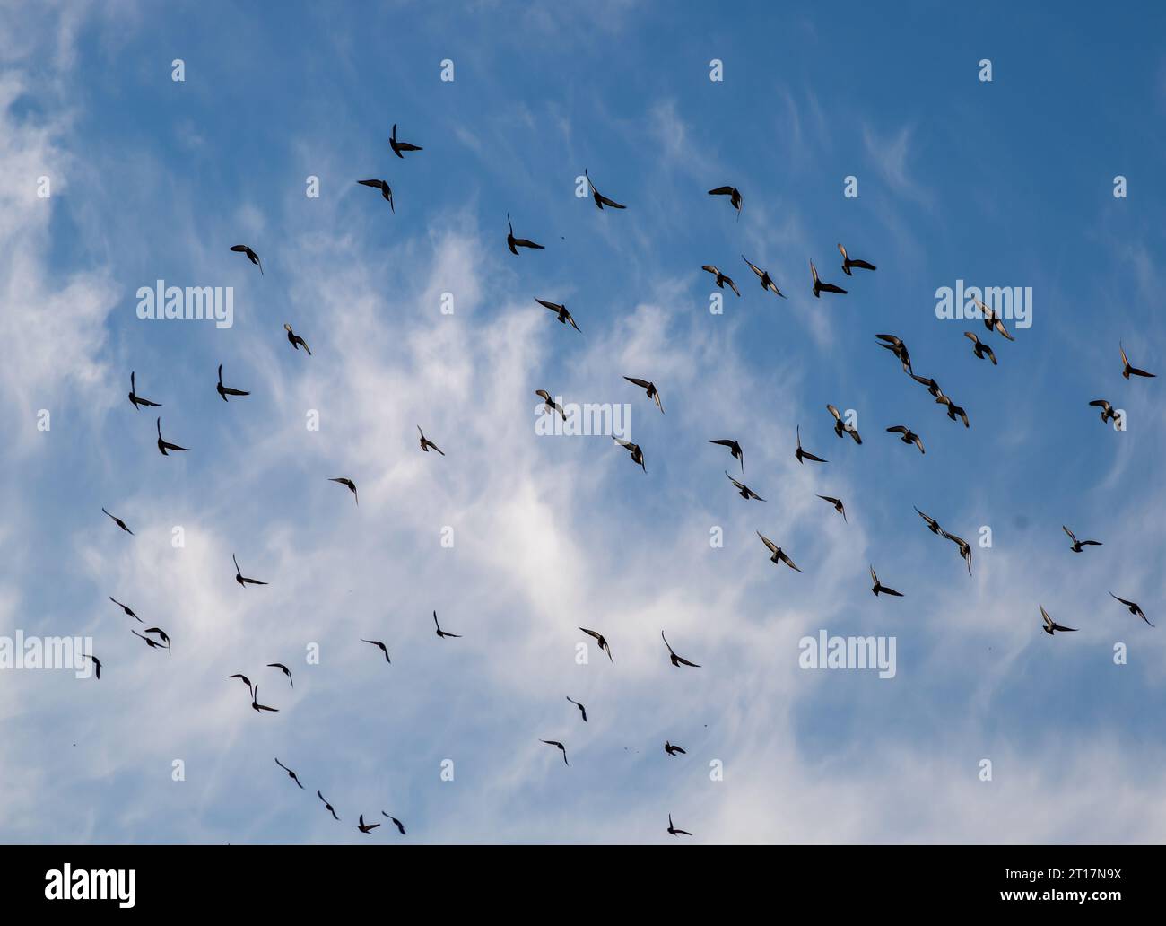 Pigeon wings flapping hi-res stock photography and images - Alamy