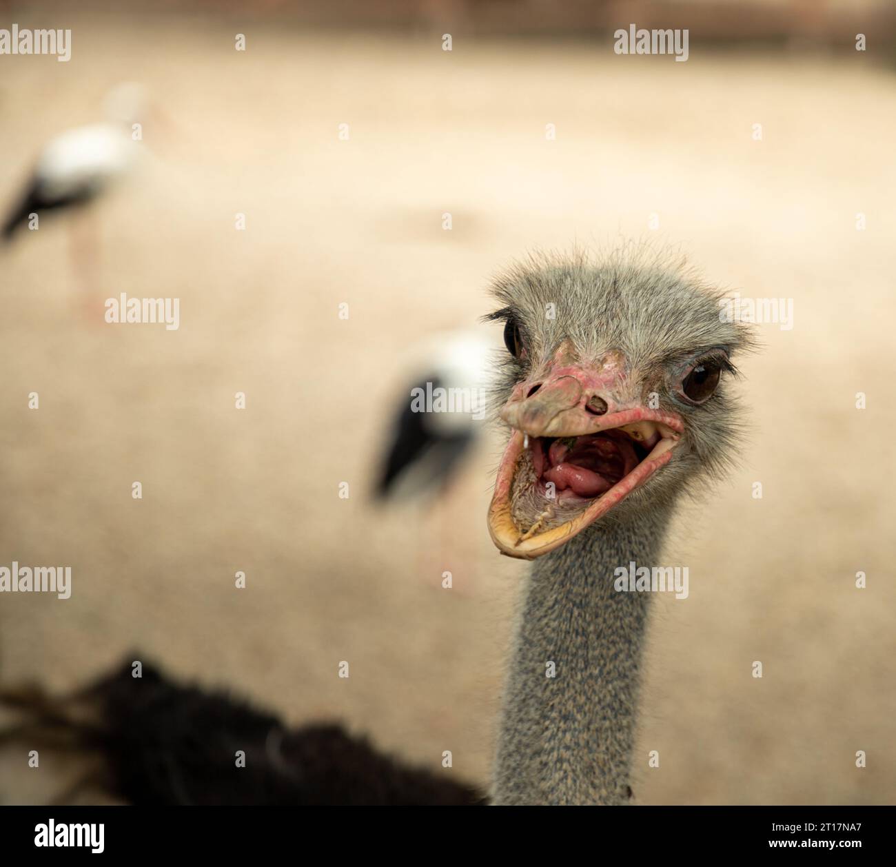 Ostrich head face close up animal hi-res stock photography and images ...