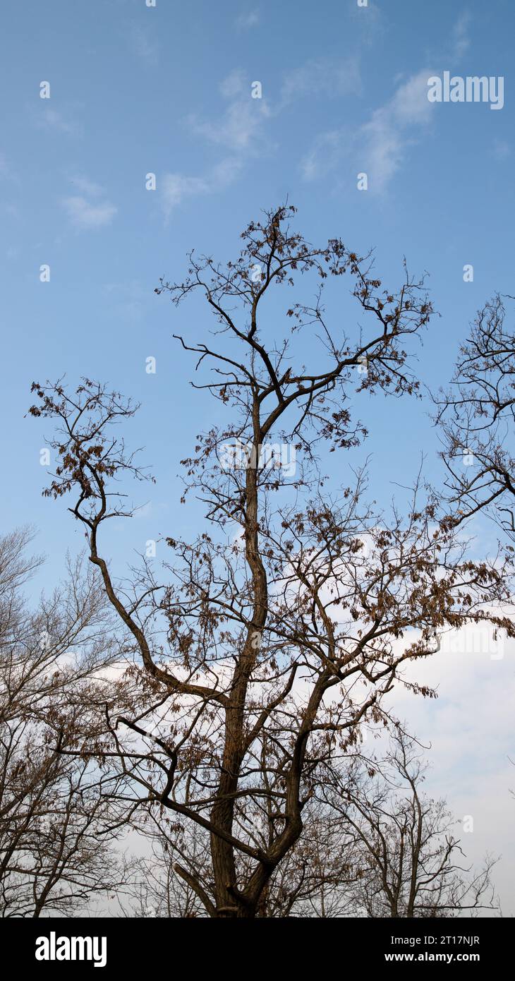 Beautiful tree background with blue sky Stock Photo - Alamy