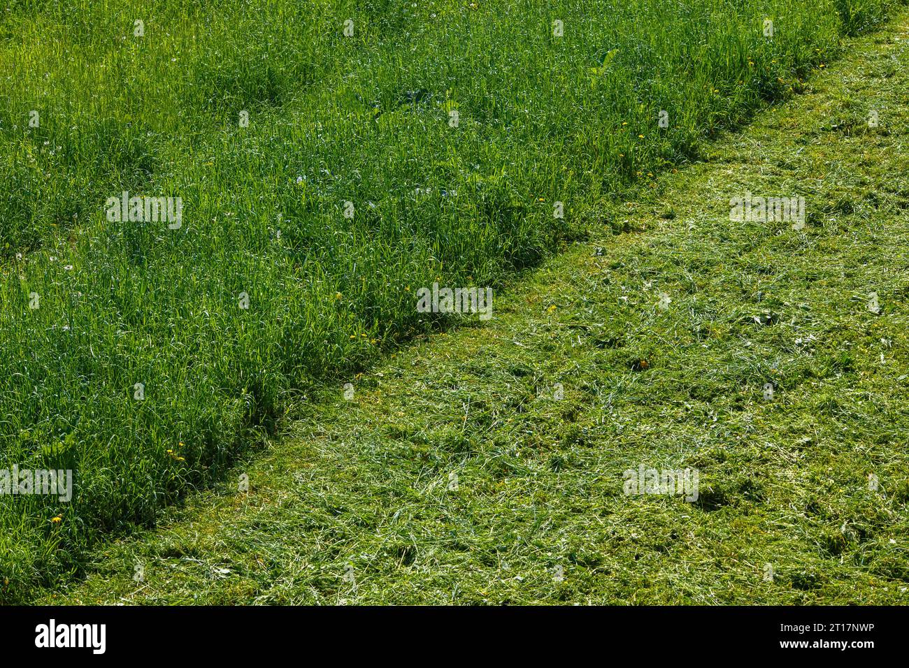 Tall grass garden border hi-res stock photography and images - Alamy