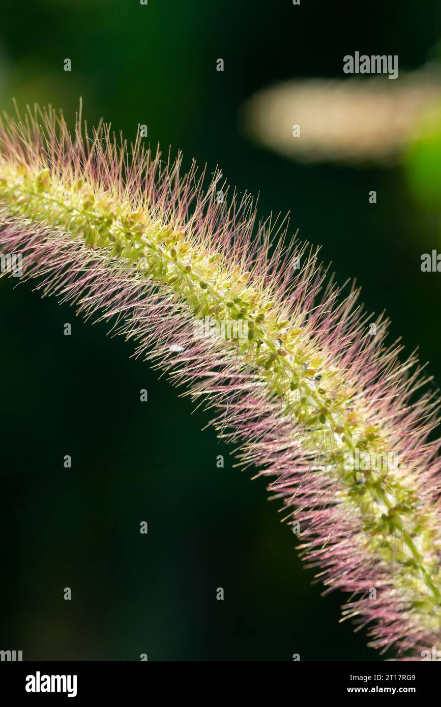 Italy, Lombardy, Setaria Pumila, Yellow Foxtail Stock Photo - Alamy