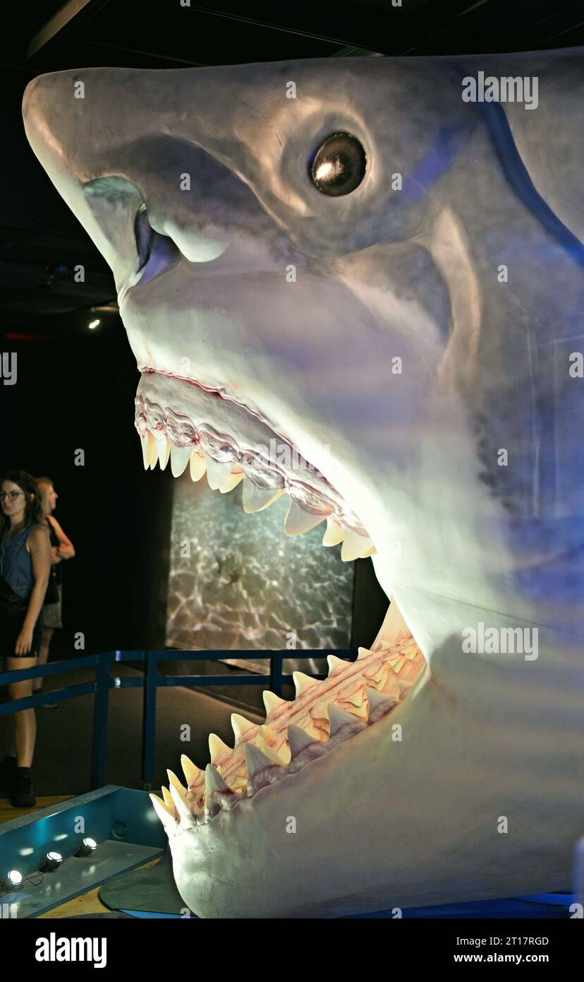 Exhibition dedicated to sharks at the National Museum of Natural ...