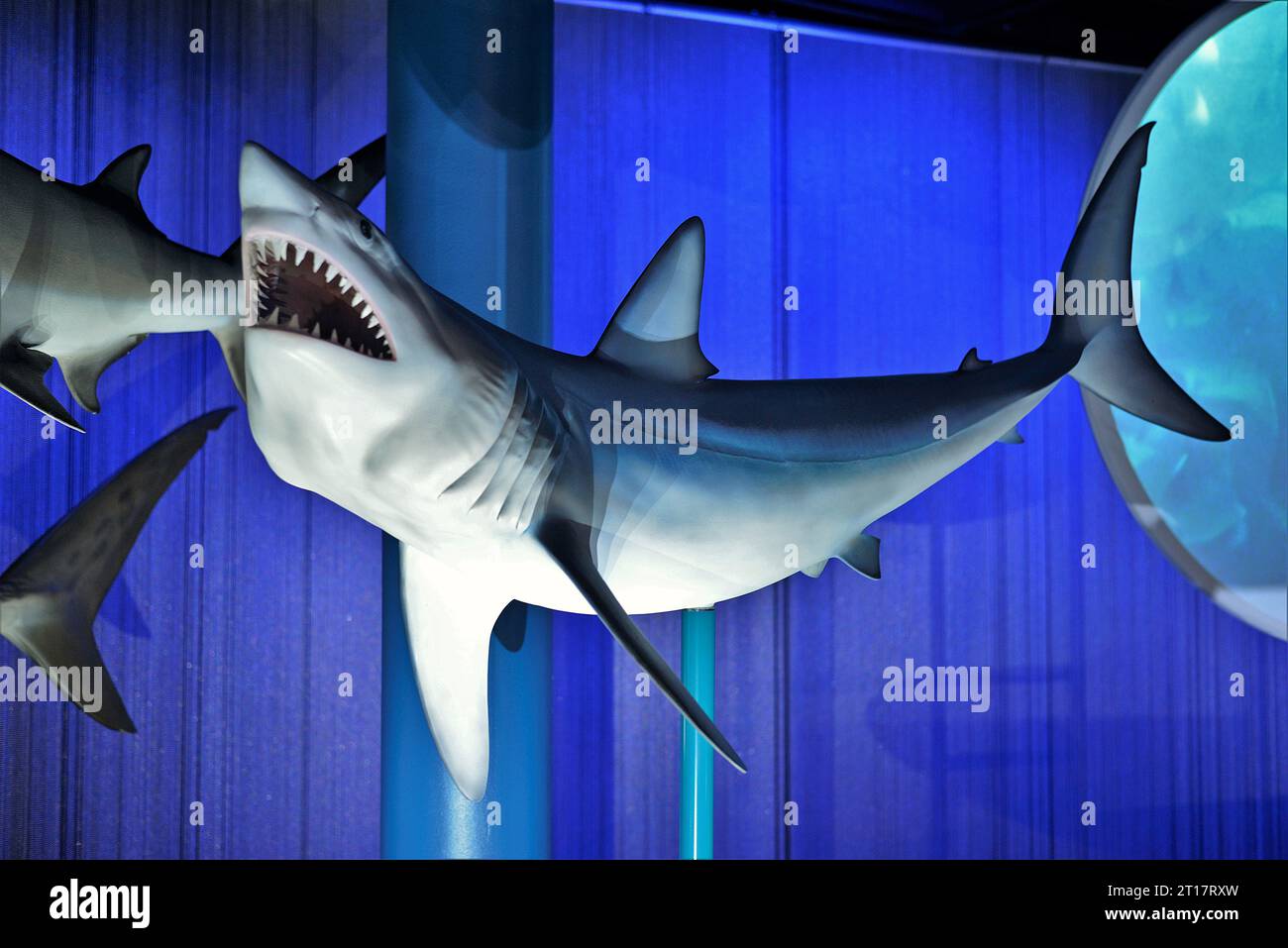 Exhibition dedicated to sharks at the National Museum of Natural ...