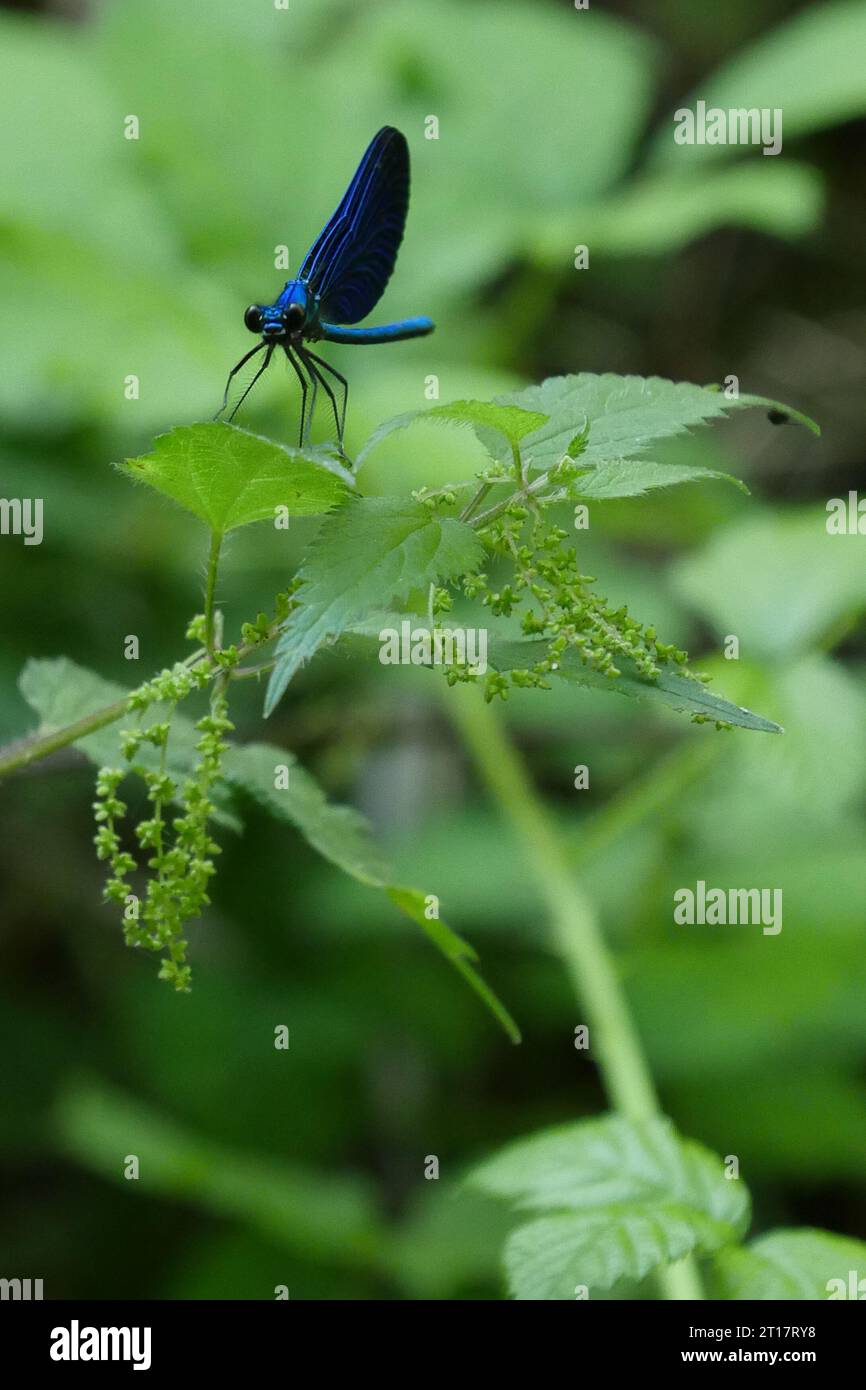 Beautiful blue dragonfly in nature Stock Photo - Alamy