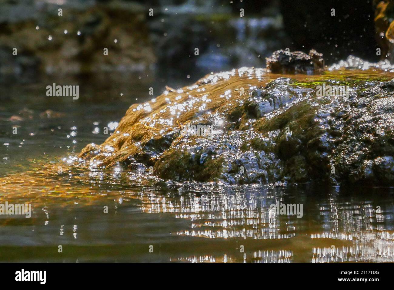 Texture montain river creek stream Stock Photo - Alamy