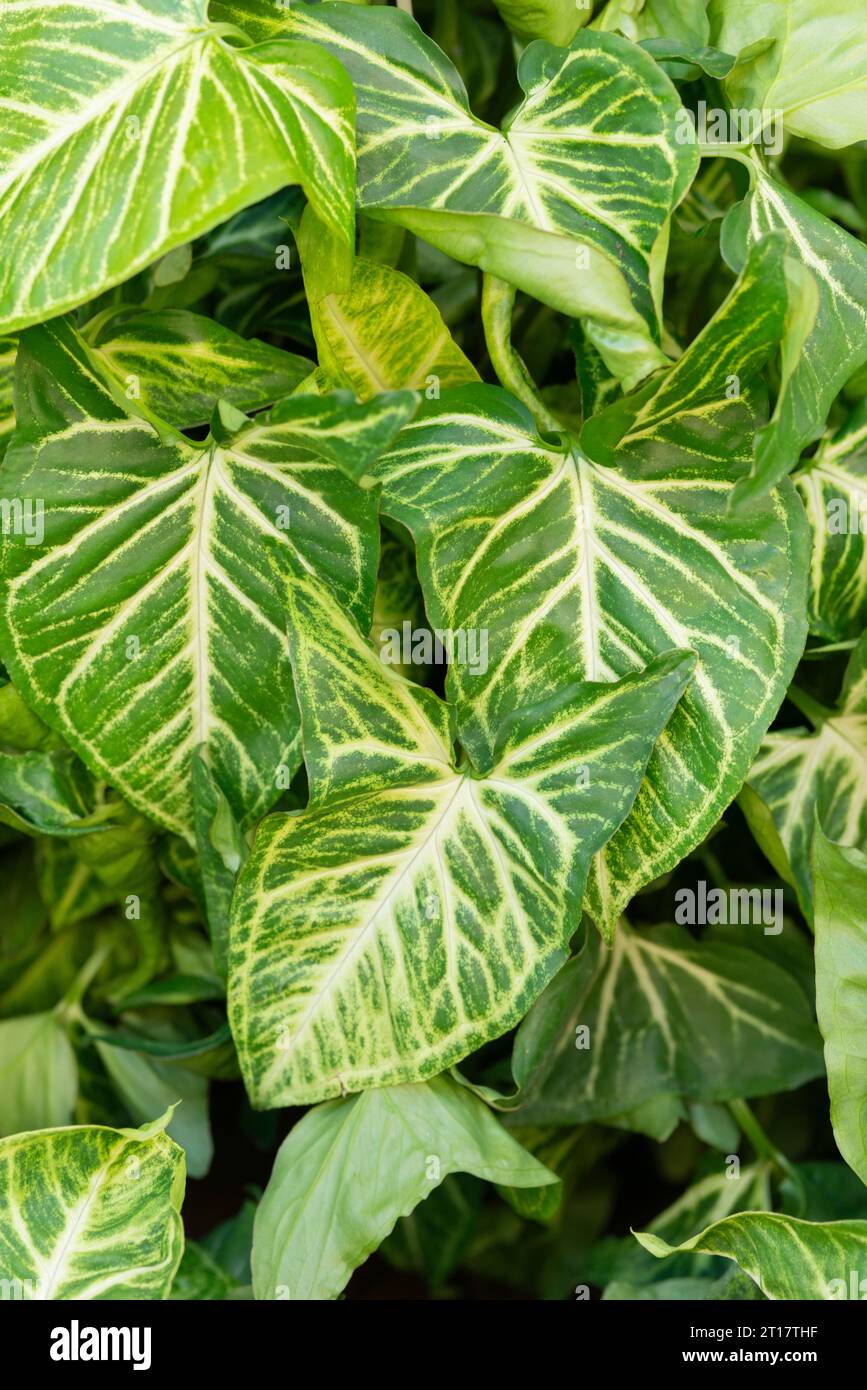 Green Leaves Syngonium Plant Stock Photo - Alamy