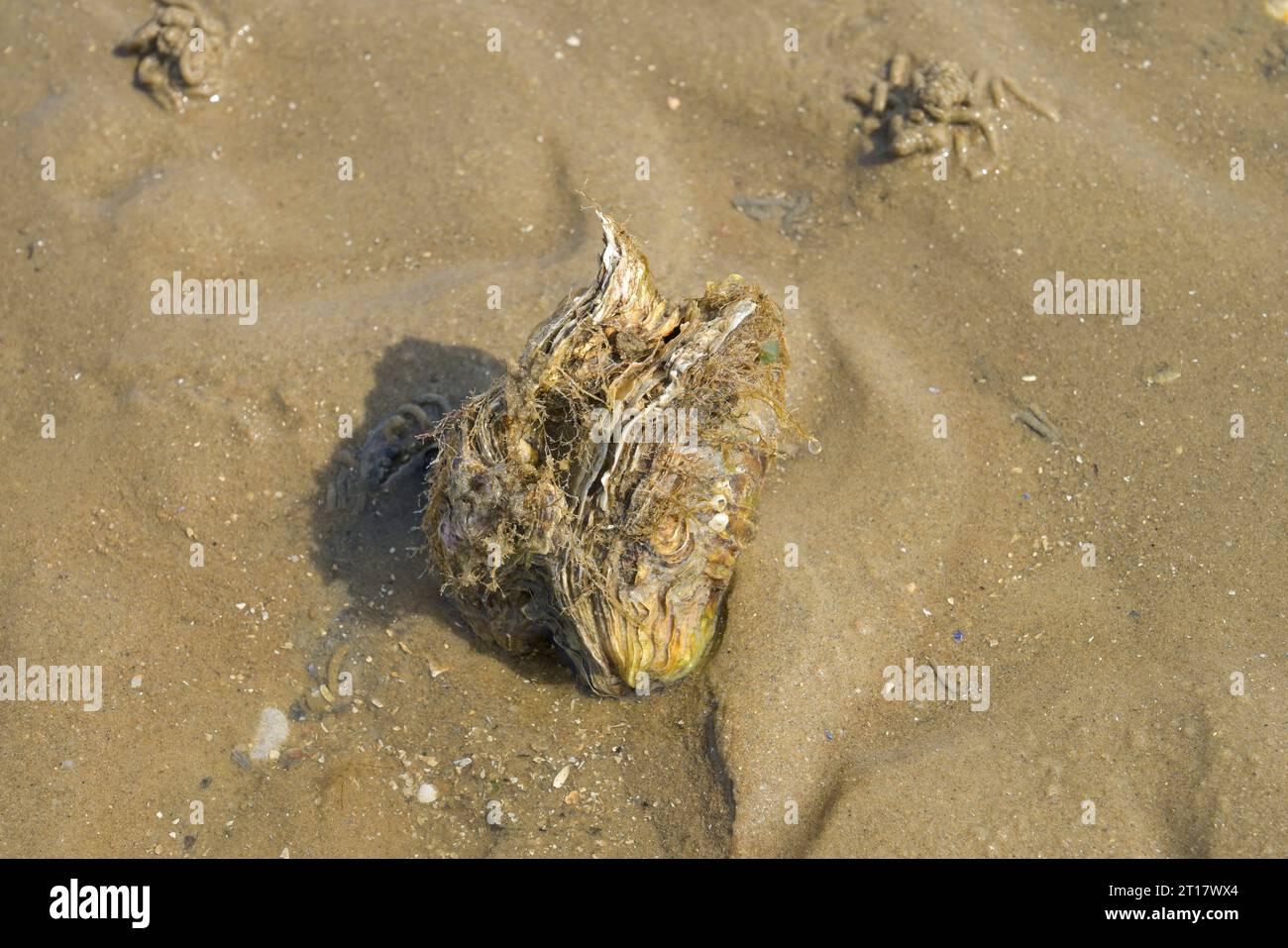 Auster, Strand, Naturschutzgebiet Lister Ellenbogen, List, Sylt ...
