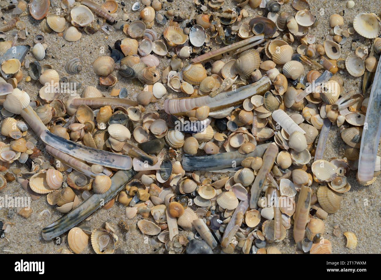 Muschel muscheln hi-res stock photography and images - Alamy