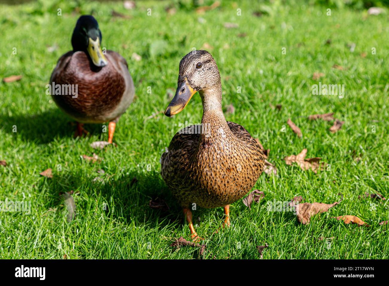 A close up of a female mallard duck with a male duck out of focus ...