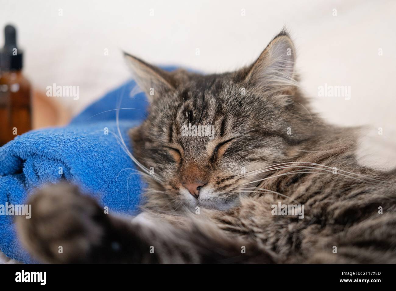 Happy Cat sleeping and resting with towel after bathing procedures ...