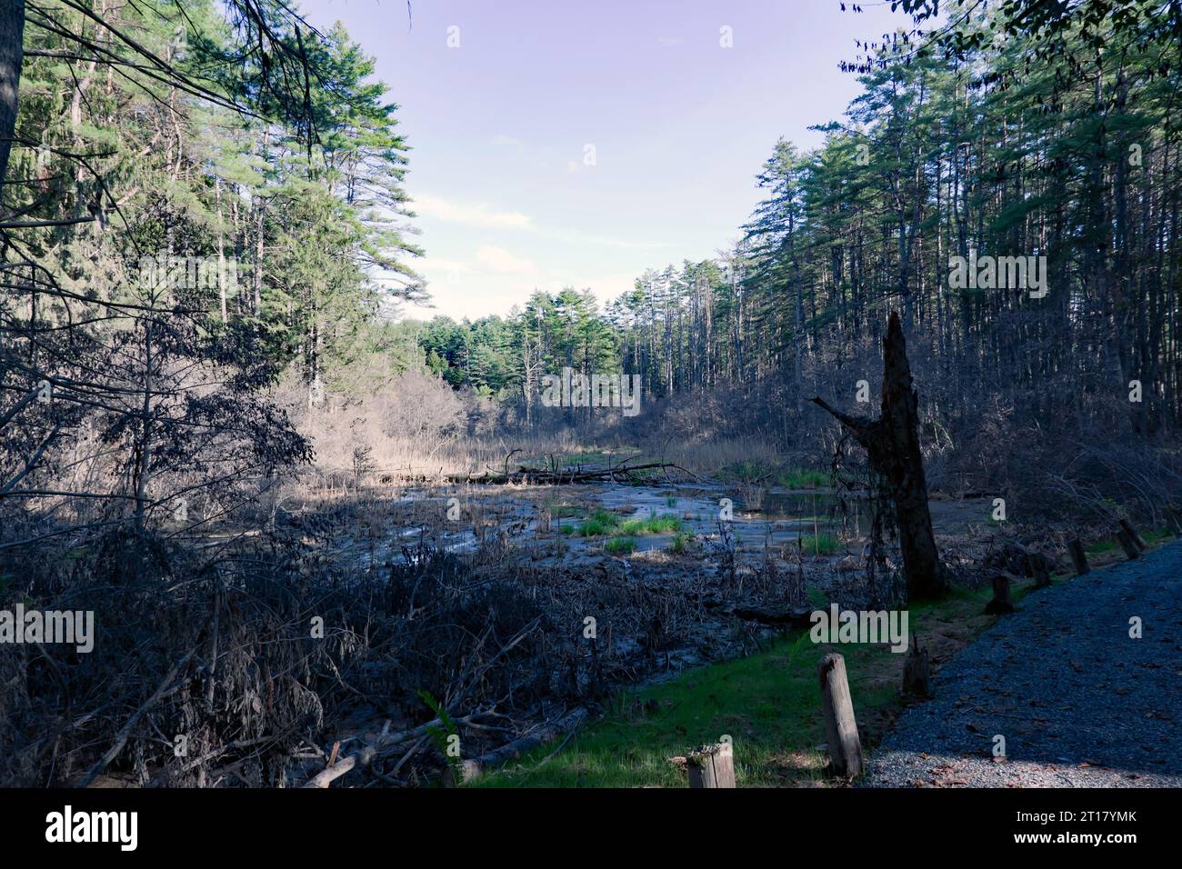 Boggy area just of the trail in the, Quechee State Park, next to the he ...