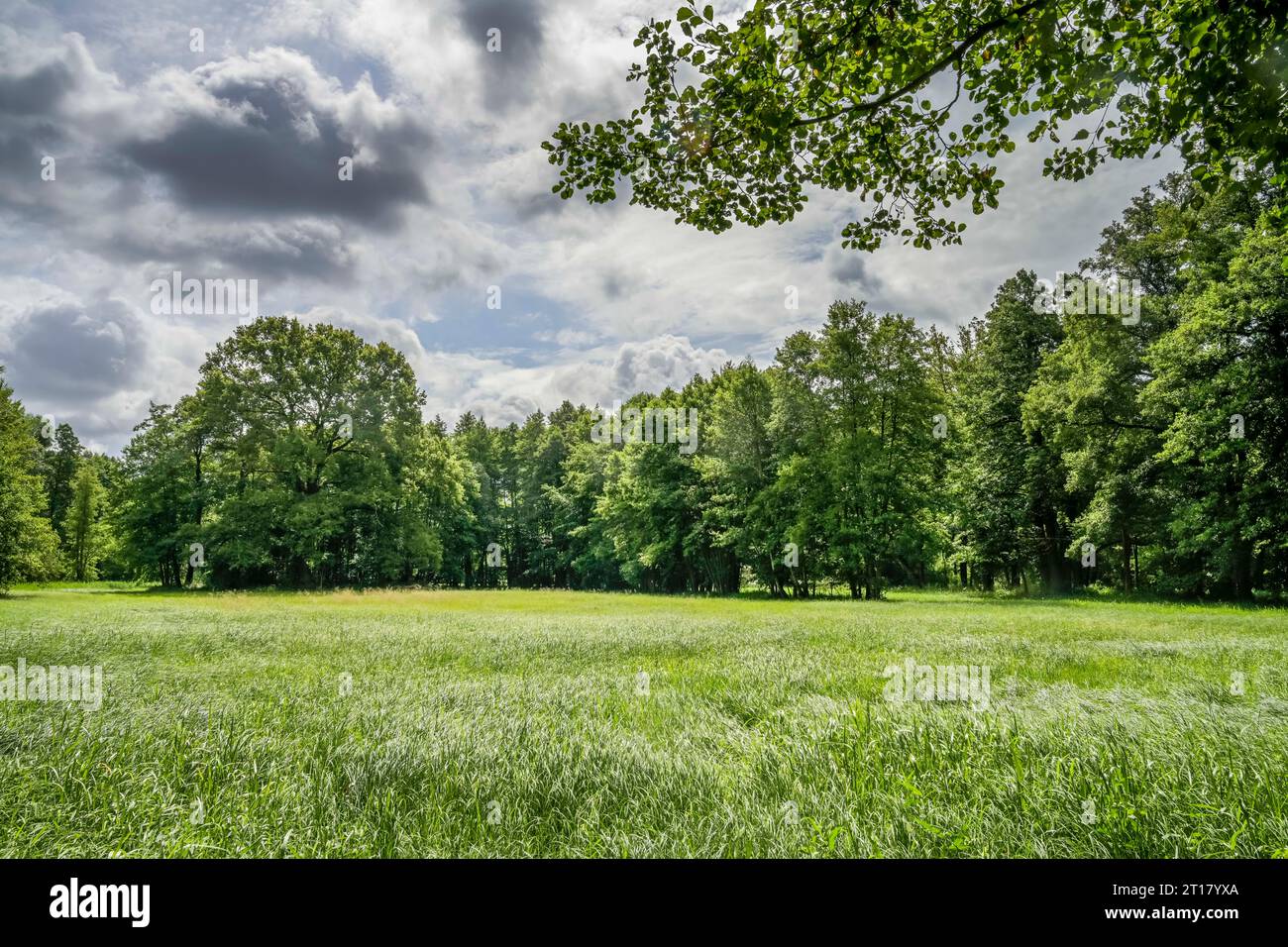 Wiese am wald hi-res stock photography and images - Alamy