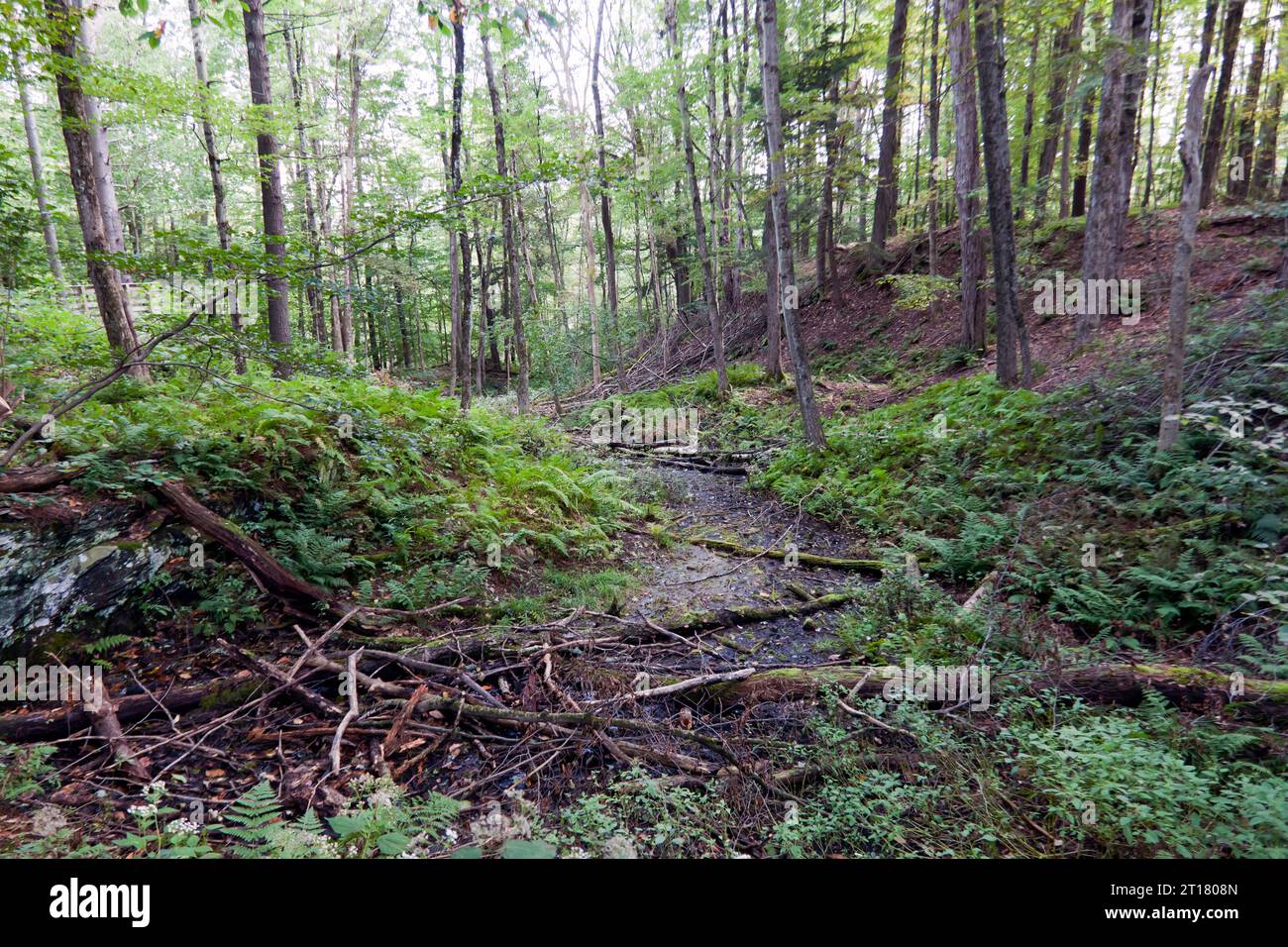 Walking trail in the Quechee State Park, Vermont, USA Stock Photo - Alamy