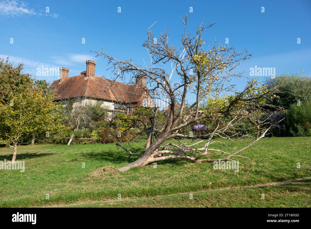 Fallen apple tree, with root still in ground and still bearing fruit ...