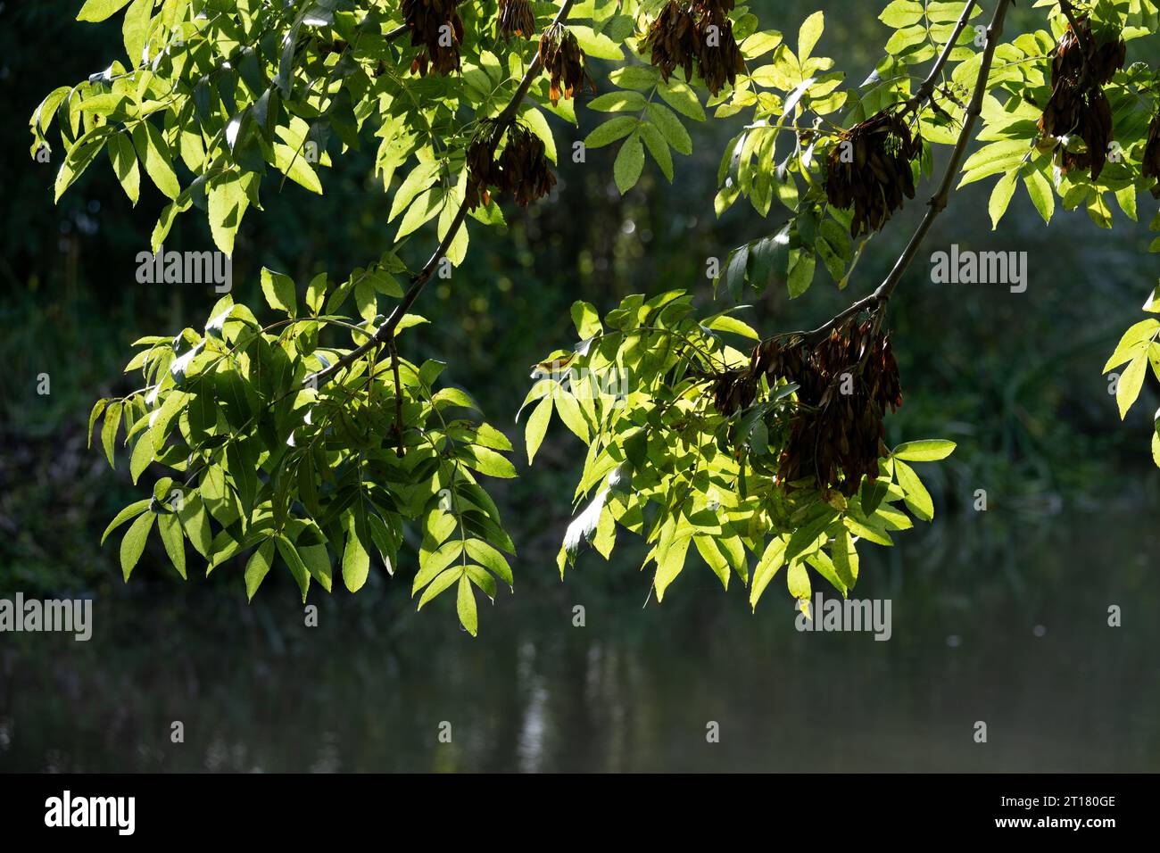 British tree leaves hi-res stock photography and images - Alamy