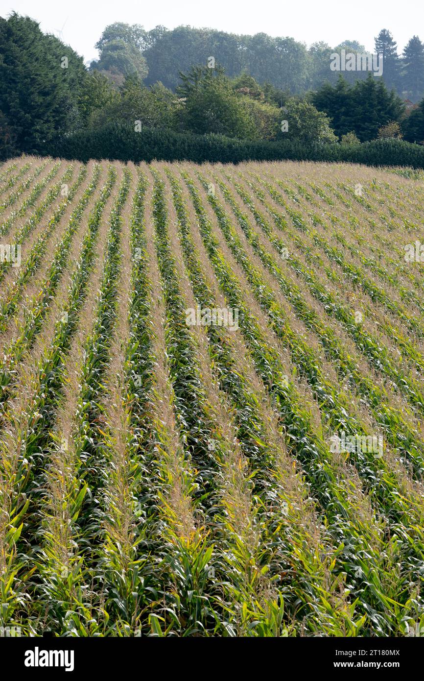 A field of Sweet Corn, Northamptonshire, England, UK Stock Photo - Alamy