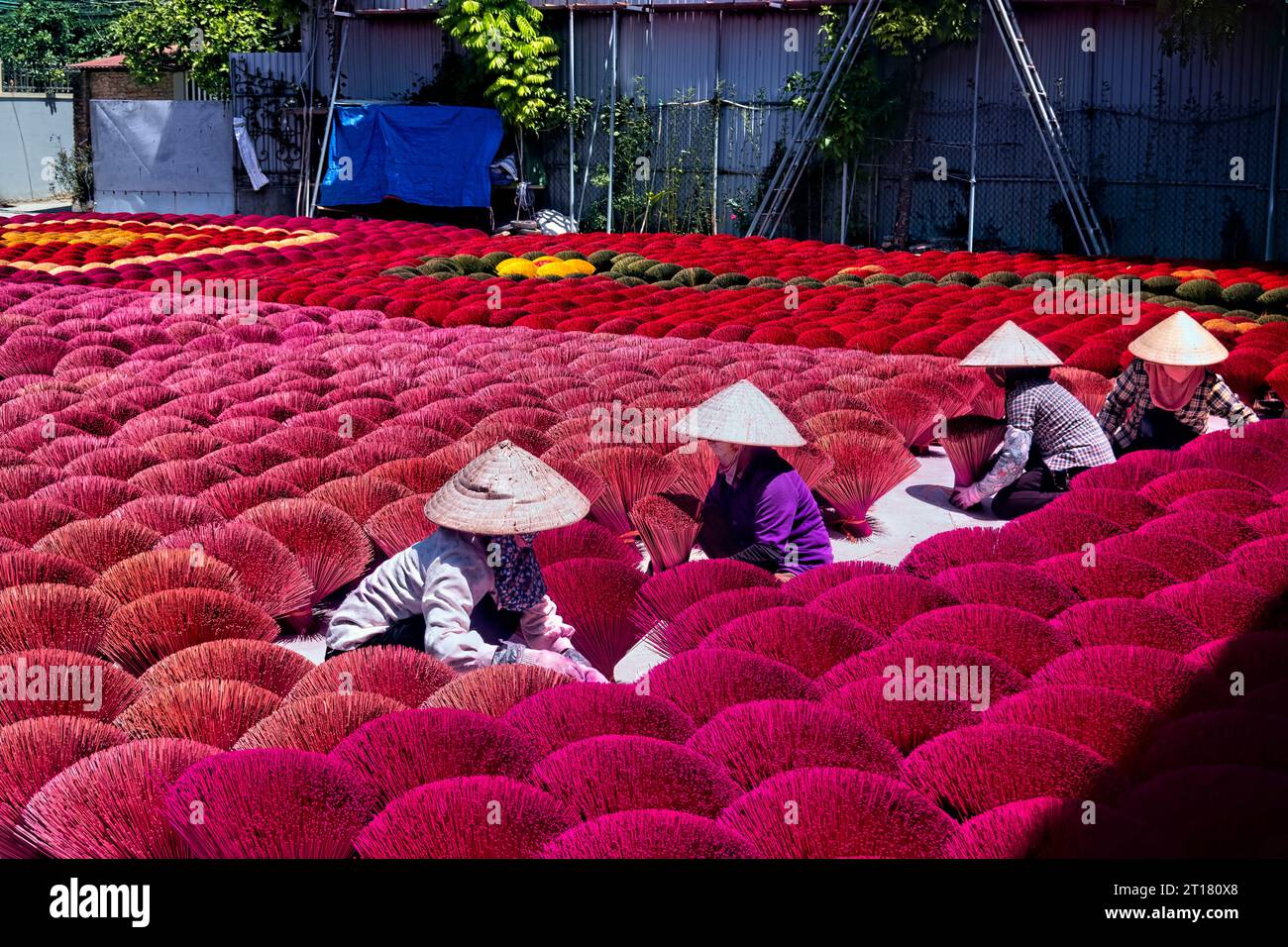 Workers drying incense in the Quang Phu Cau incense village, Hanoi ...