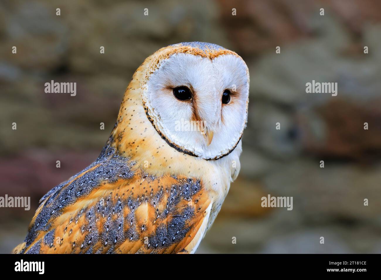 Schleiereule (Tyto alba), Portrait, Skandinavien Stock Photo - Alamy