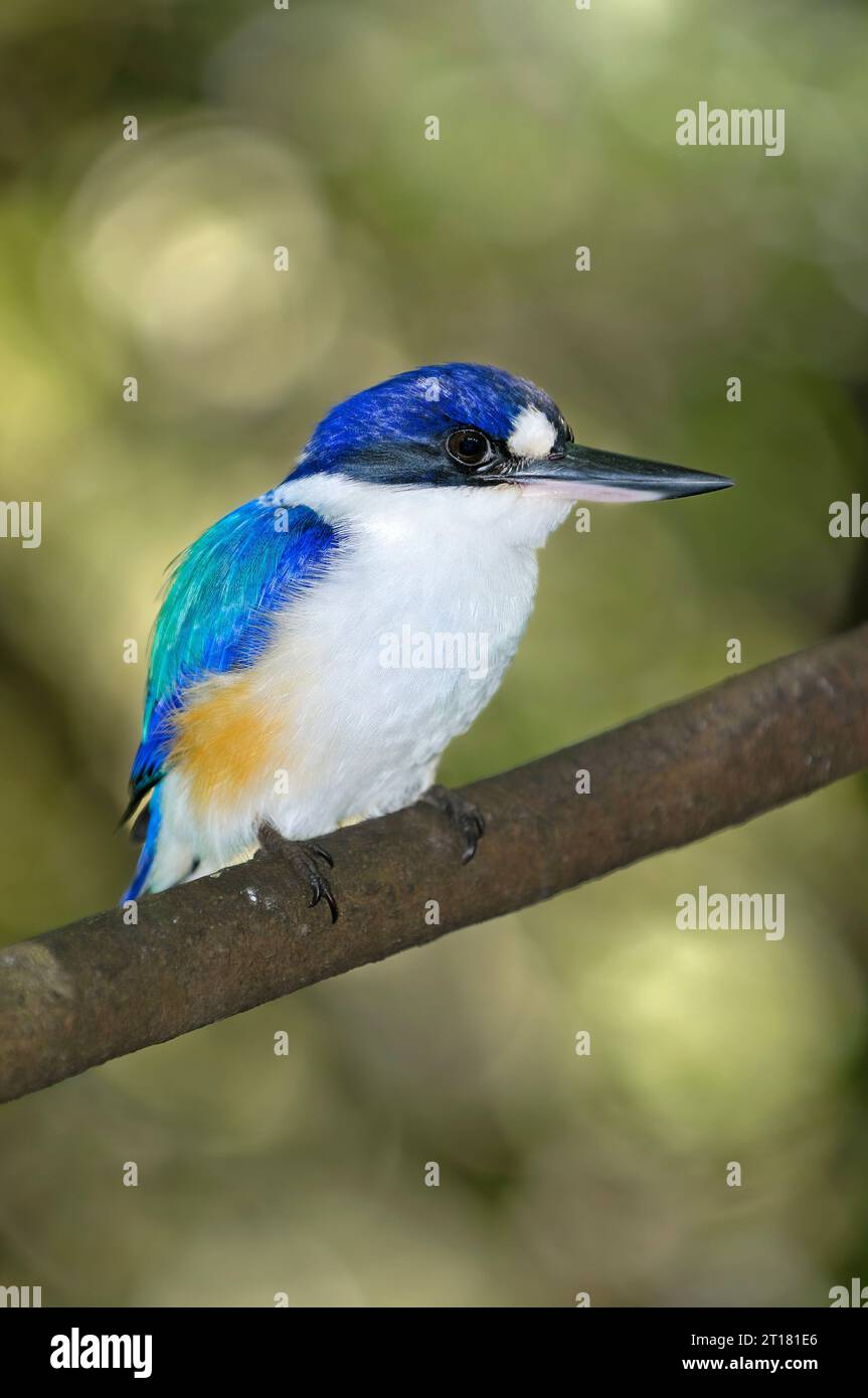 Australien australasien queensland hi-res stock photography and images - Alamy