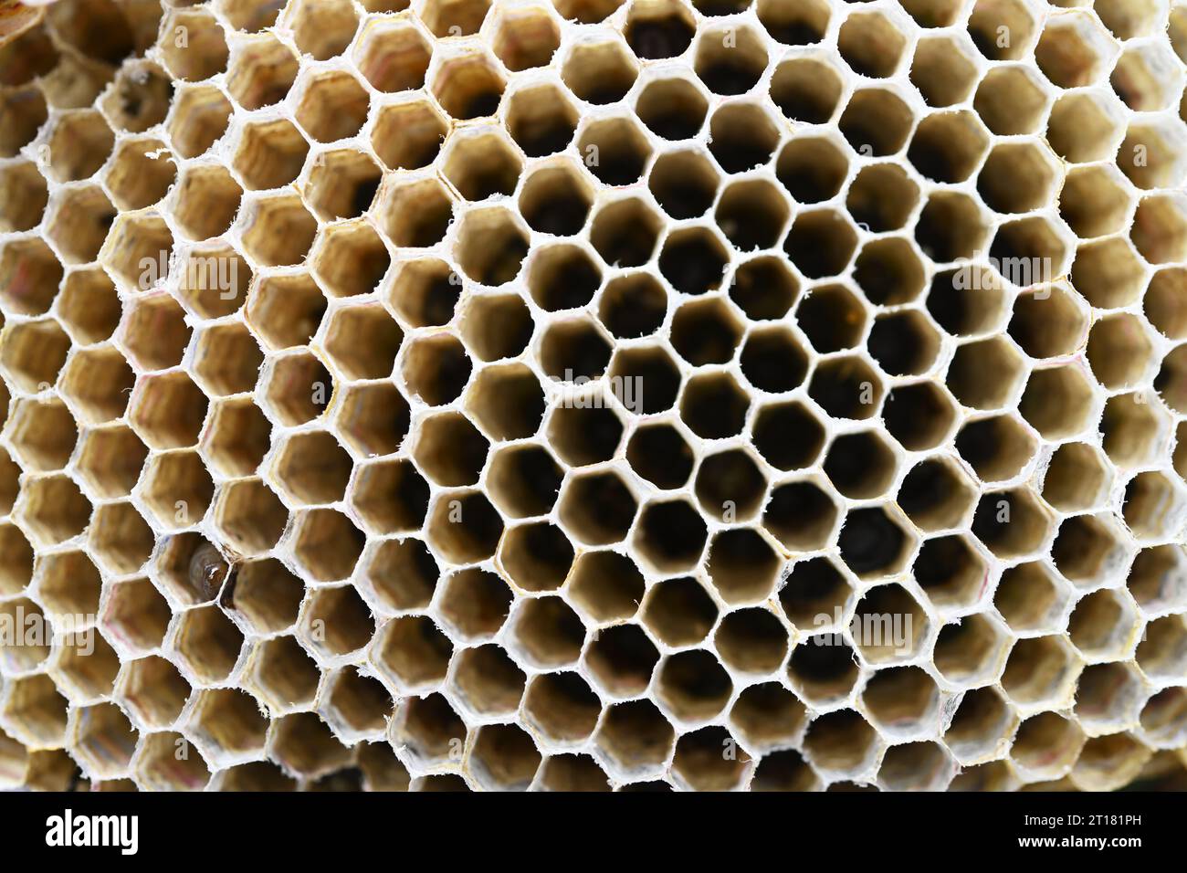 Waben struktur hi-res stock photography and images - Alamy