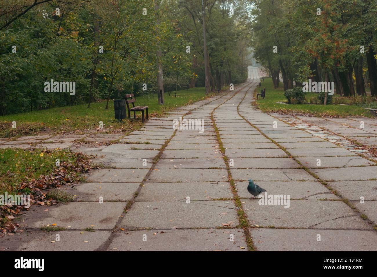Empty path in autumn park. October landscape. Fall in parkland. Road in ...