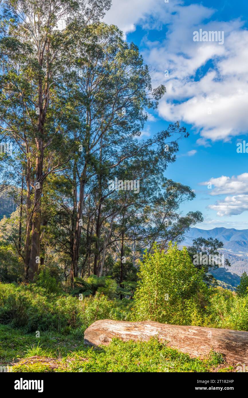 The road ahead on a Winters day in the Monaro Region of NSW, Australia ...