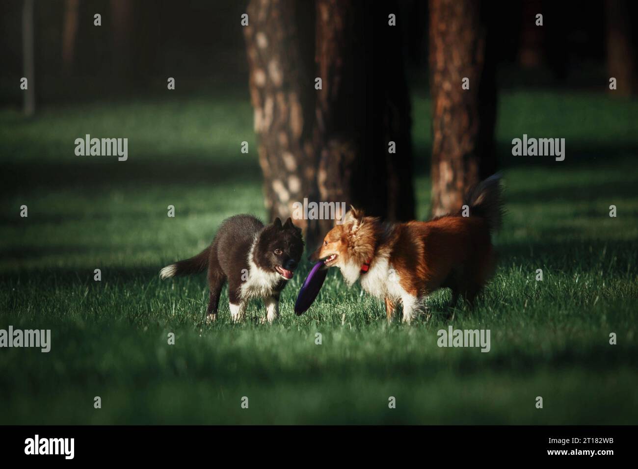 Dogs having fun together while playing outside Stock Photo - Alamy
