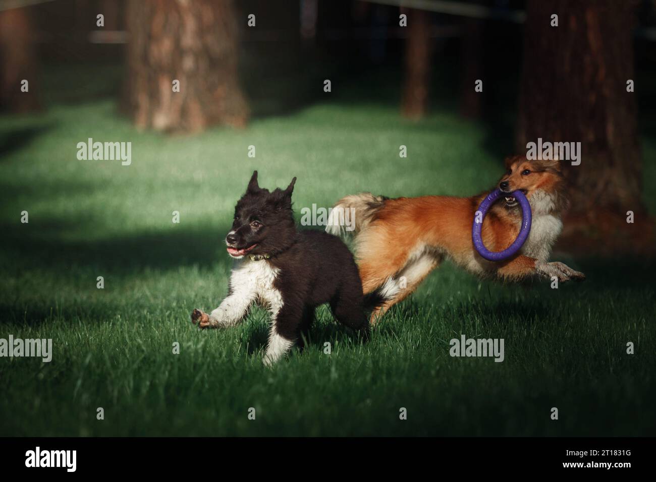 Dogs having fun together while playing outside Stock Photo - Alamy