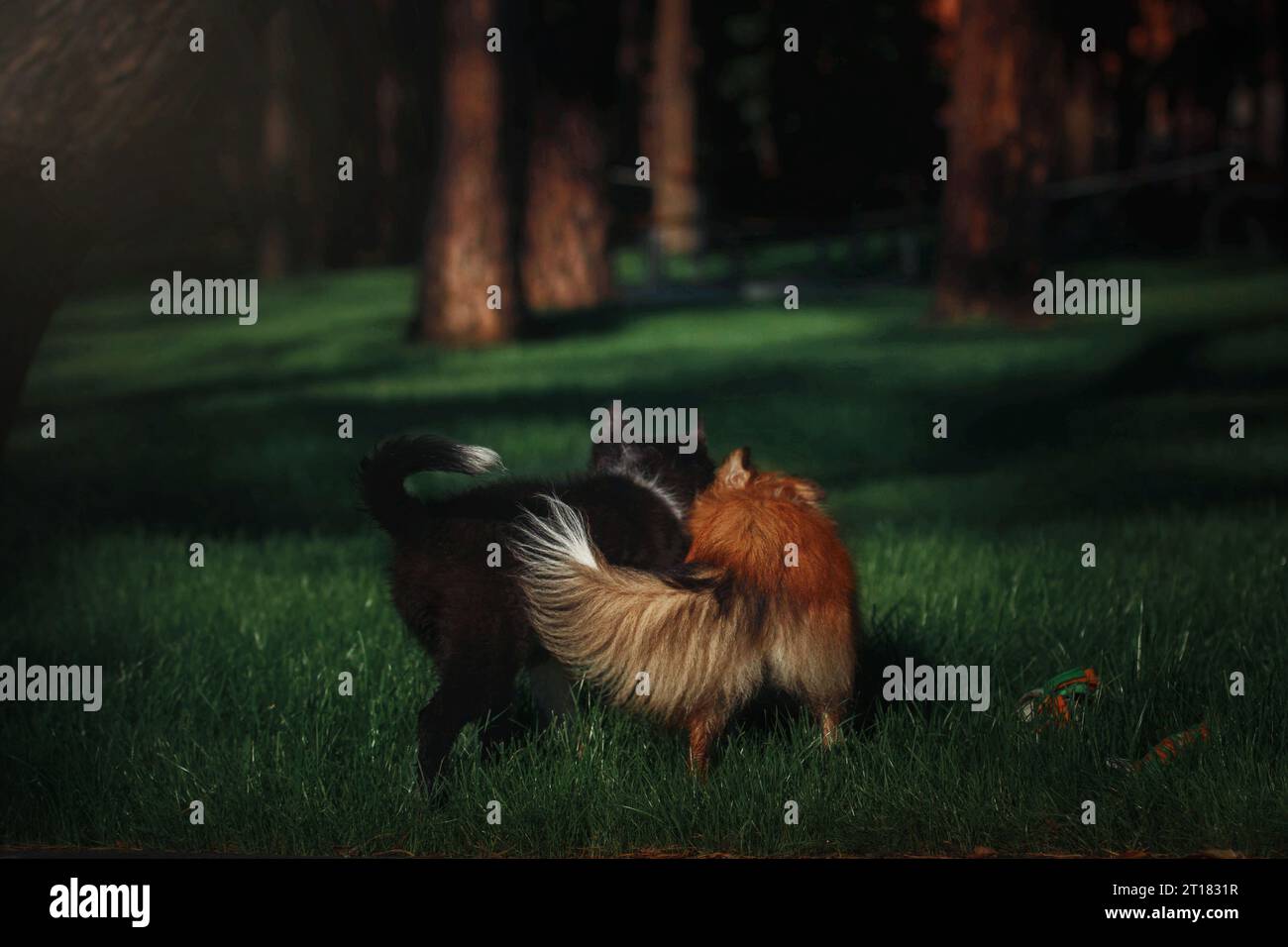 Dogs having fun together while playing outside Stock Photo - Alamy