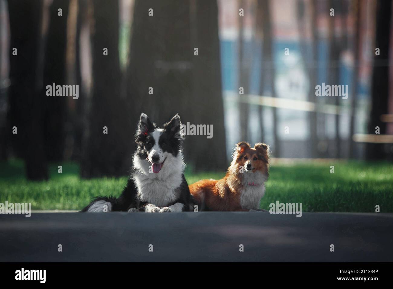 Dogs having fun together while playing outside Stock Photo - Alamy