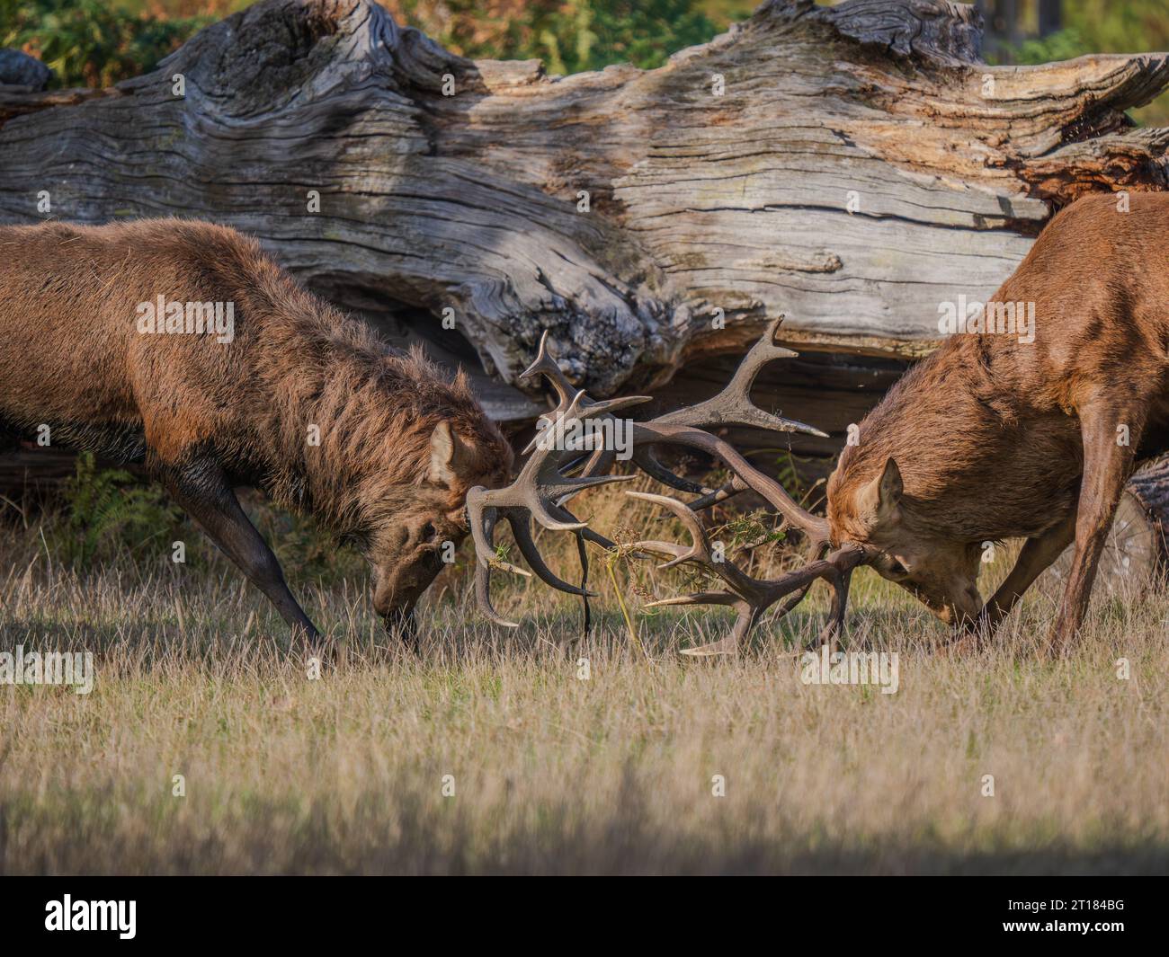 Red Deer Fighting During the Rut Stock Photo - Alamy