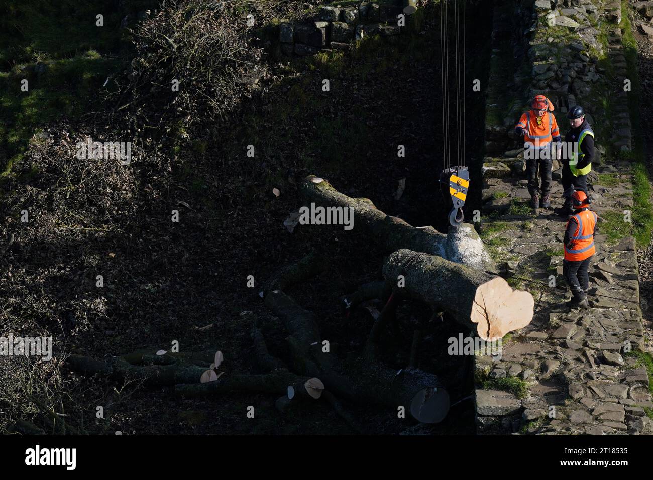 Work begins in the removal of the felled Sycamore Gap tree, on Hadrian ...