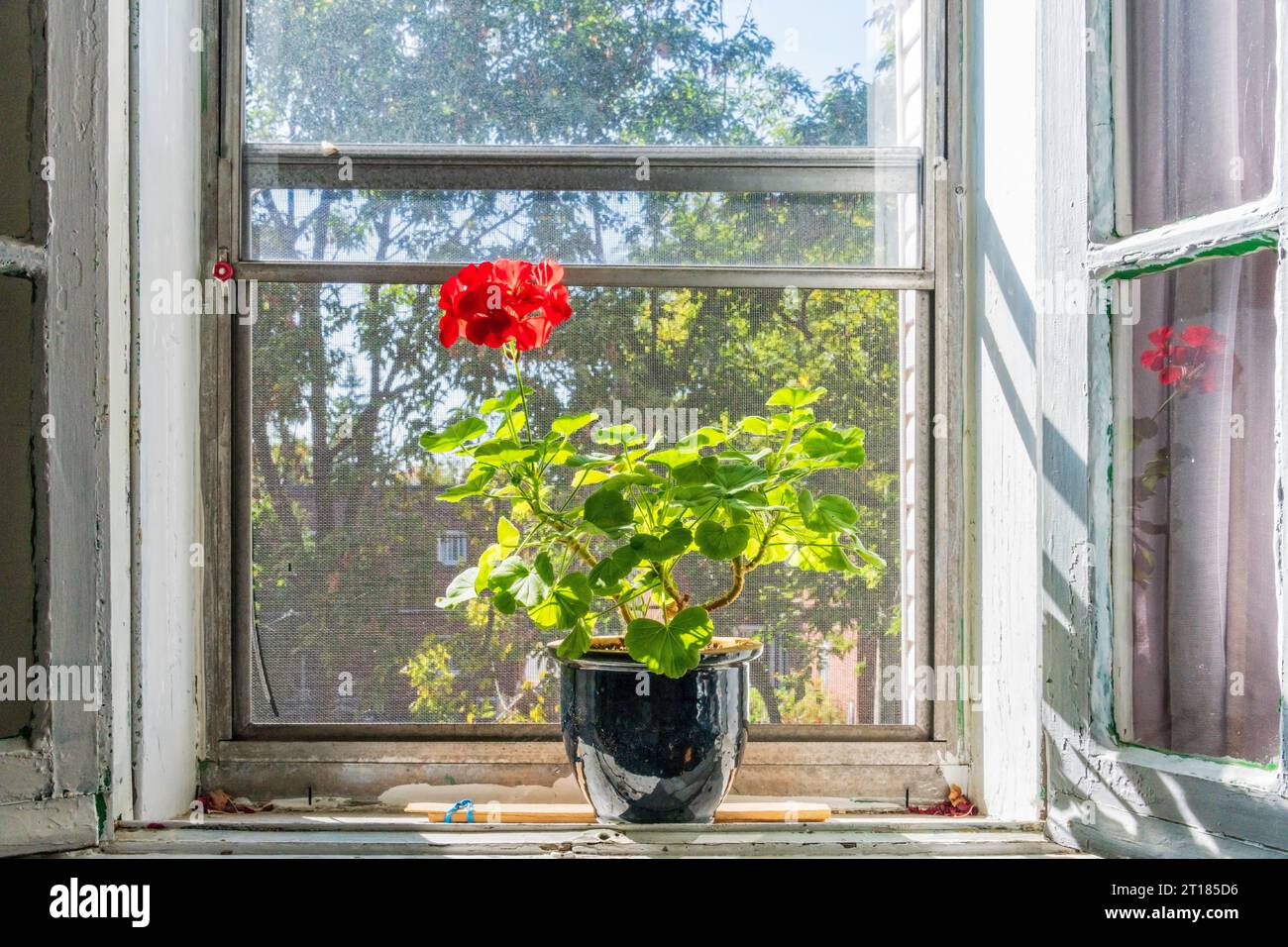 Plants flowers on window hi-res stock photography and images - Alamy
