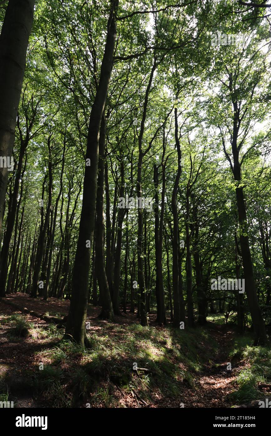 Beech forest in the Jasmund National Park on the island of Rügen Stock ...