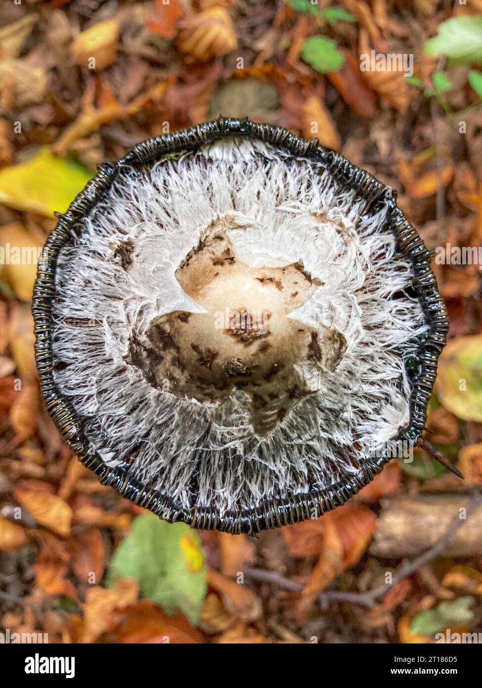 Mushroom head seen from top. Aargau, Switzerland Stock Photo - Alamy