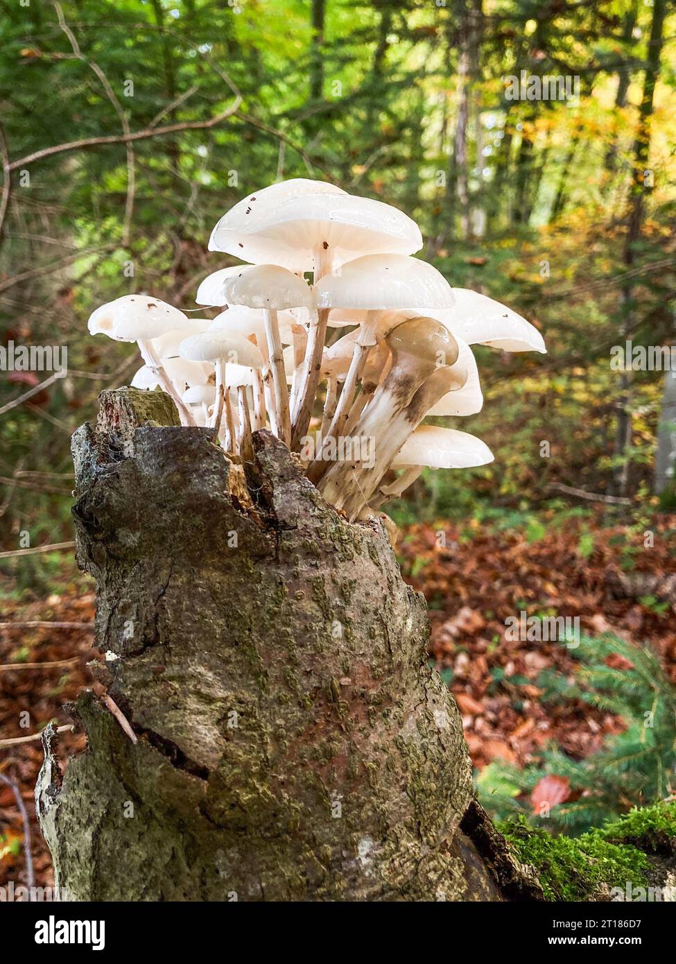 White Mushrooms Porcelain fungus (Oudemansiella mucida) growing on a ...