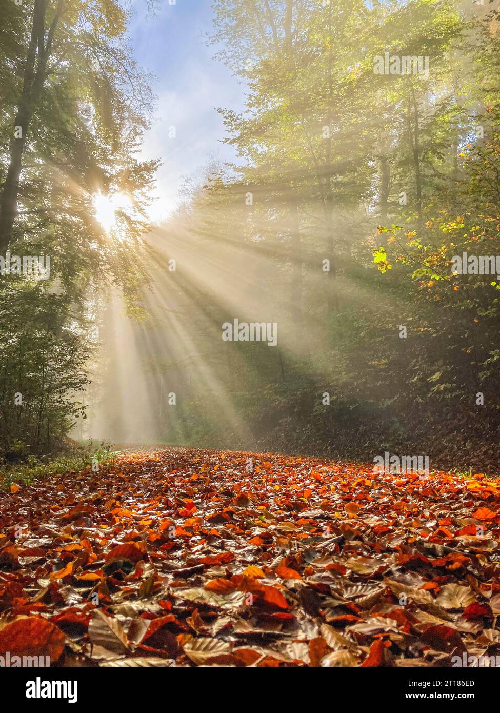 Sun rays, beam light shine through trees on a forest path, evergreen ...