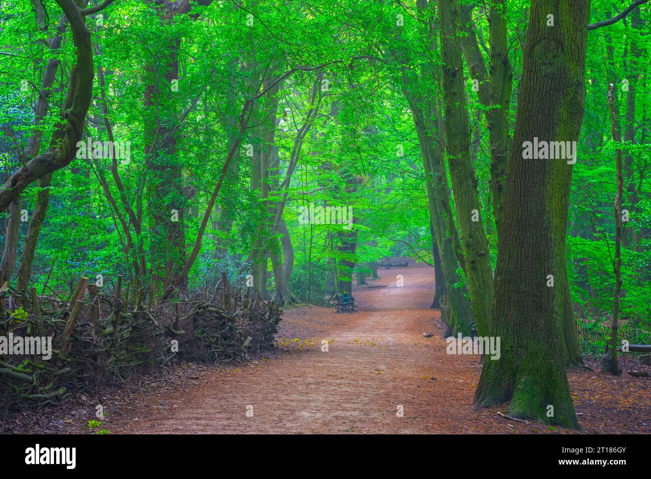 Highgate Wood in North London, England Stock Photo - Alamy