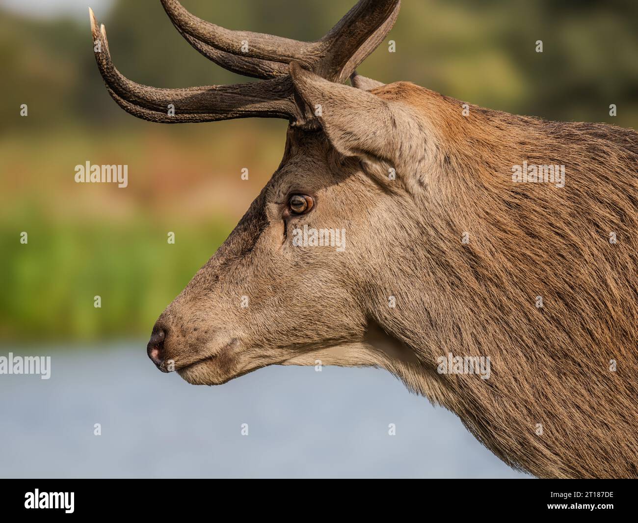 Red Deer Stag Head Close up Stock Photo - Alamy