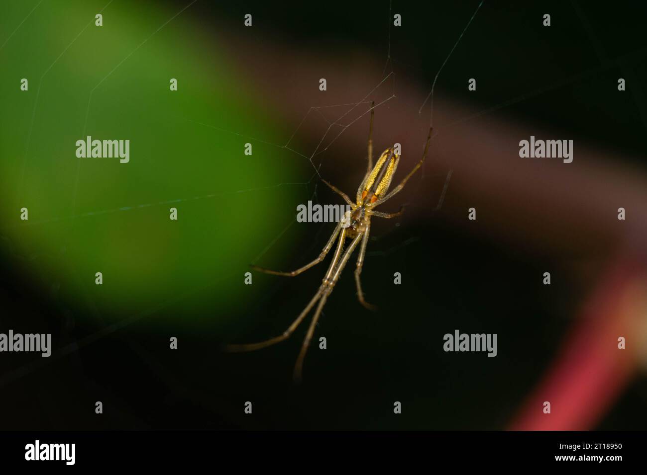 long jawed orb weaver in web with colourfull background Stock Photo - Alamy