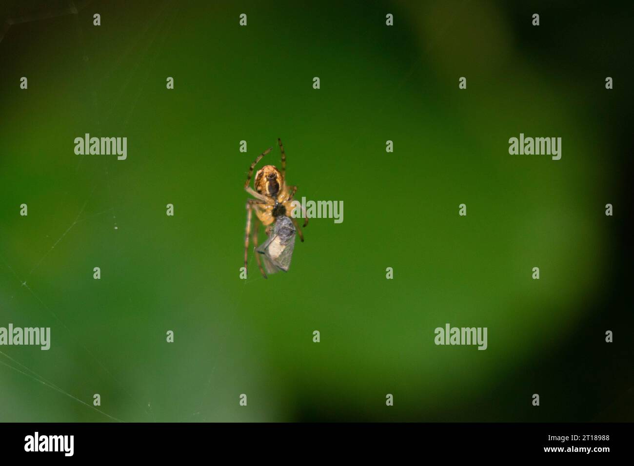 metellina spider eating prey in its web Stock Photo - Alamy