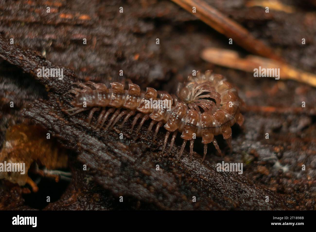 Curling up with hi-res stock photography and images - Alamy