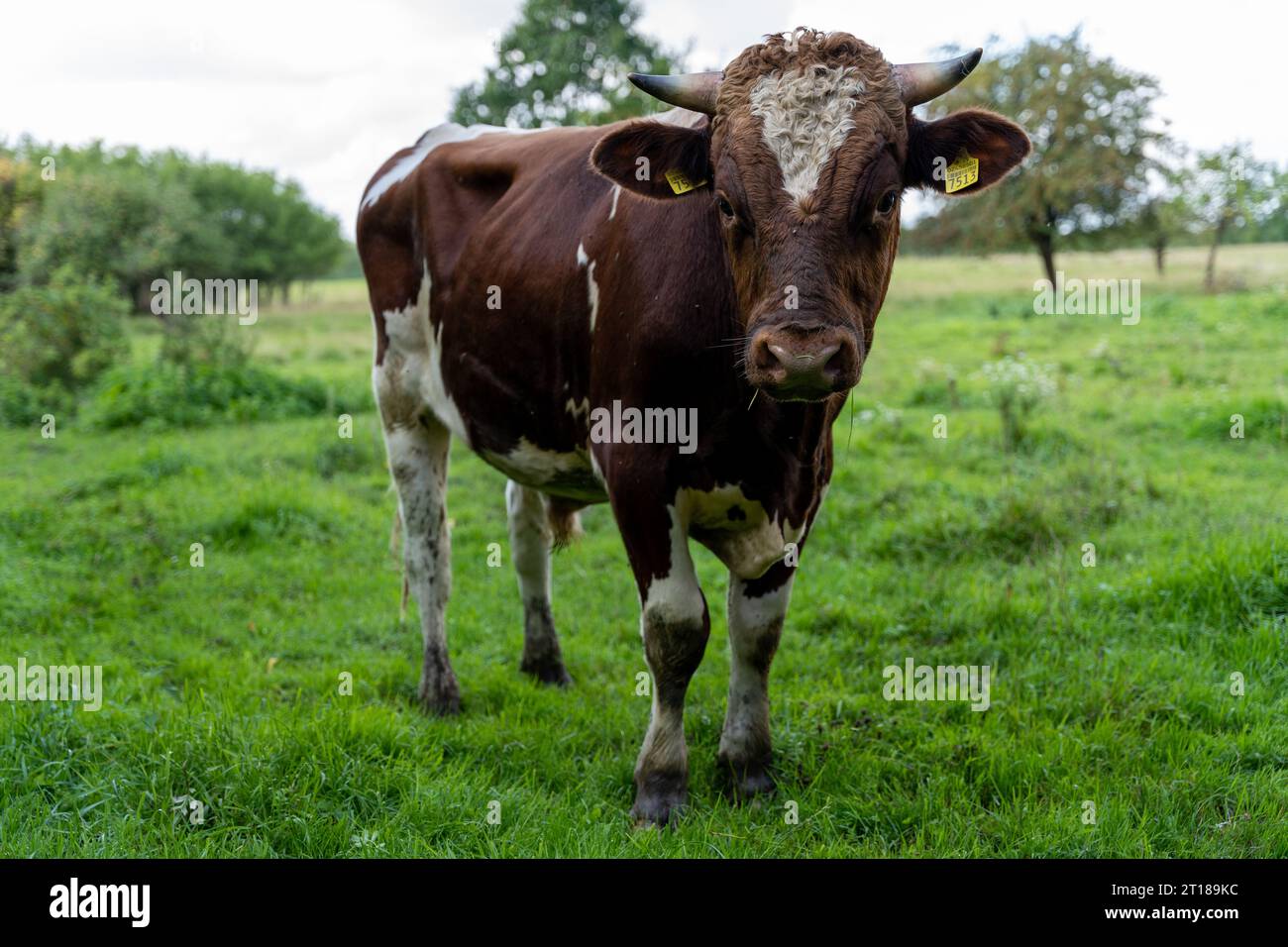 Red Holstein bull outdoors at farm Stock Photo - Alamy